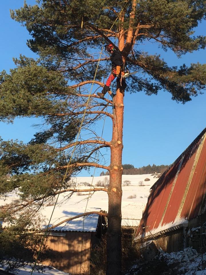 Elagueur grimpeur à Orbey - Alsace - Société Arboral